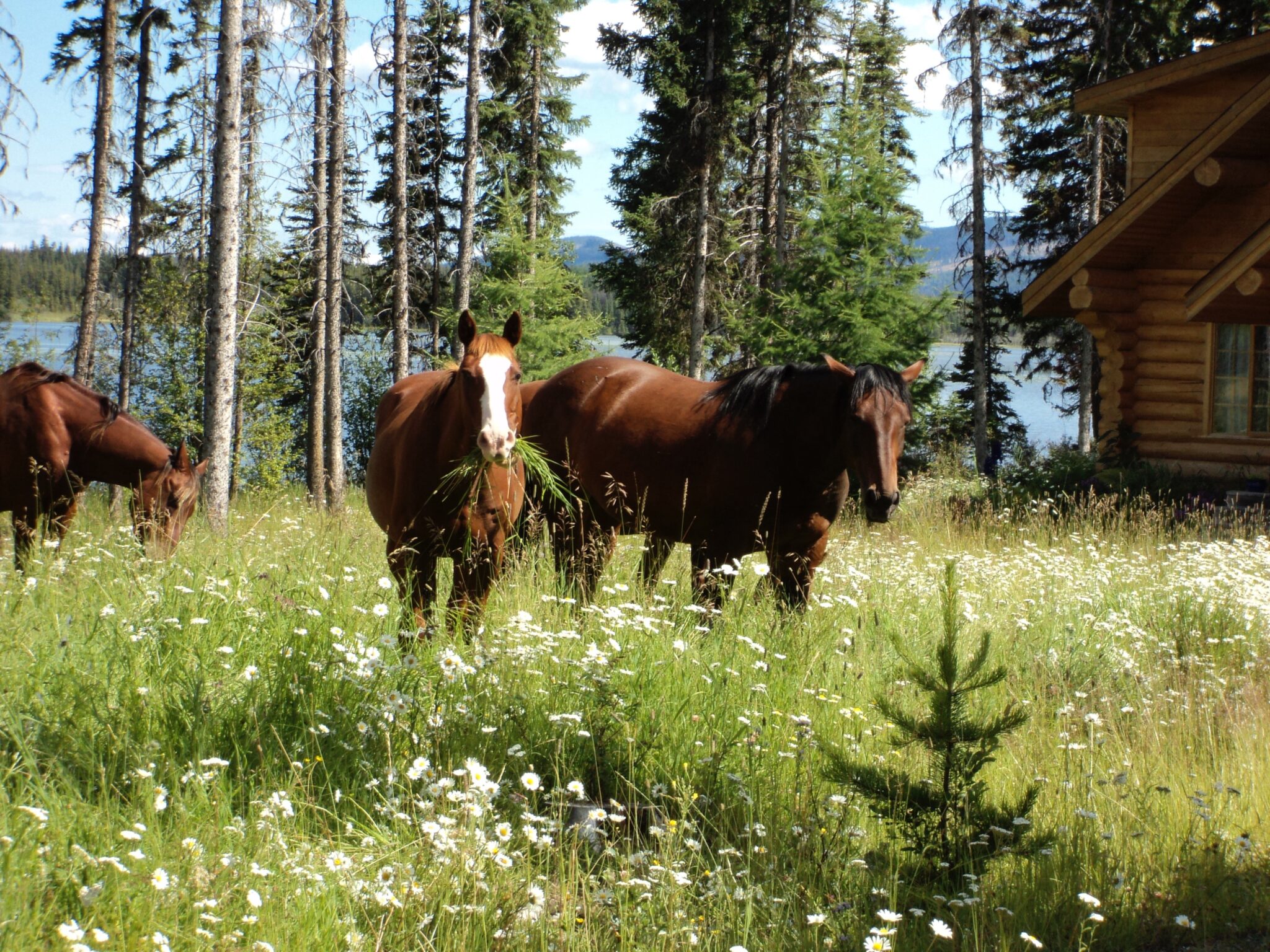 12 Guest Ranches with Wide Open Spaces - Gold Rush Trail
