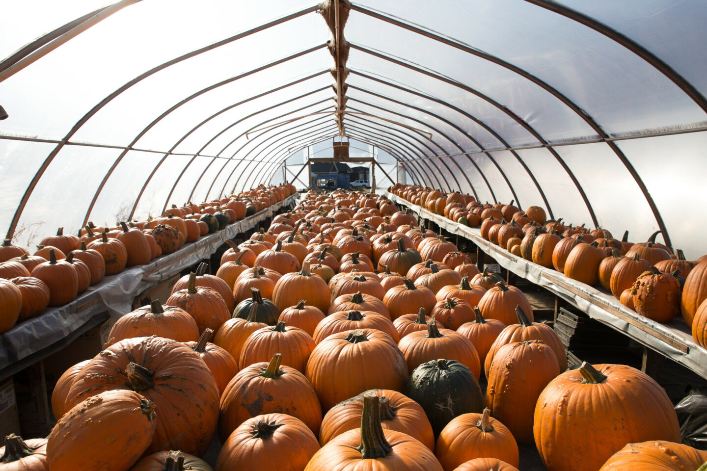 5 Fall Things to do along the Gold Rush Trail